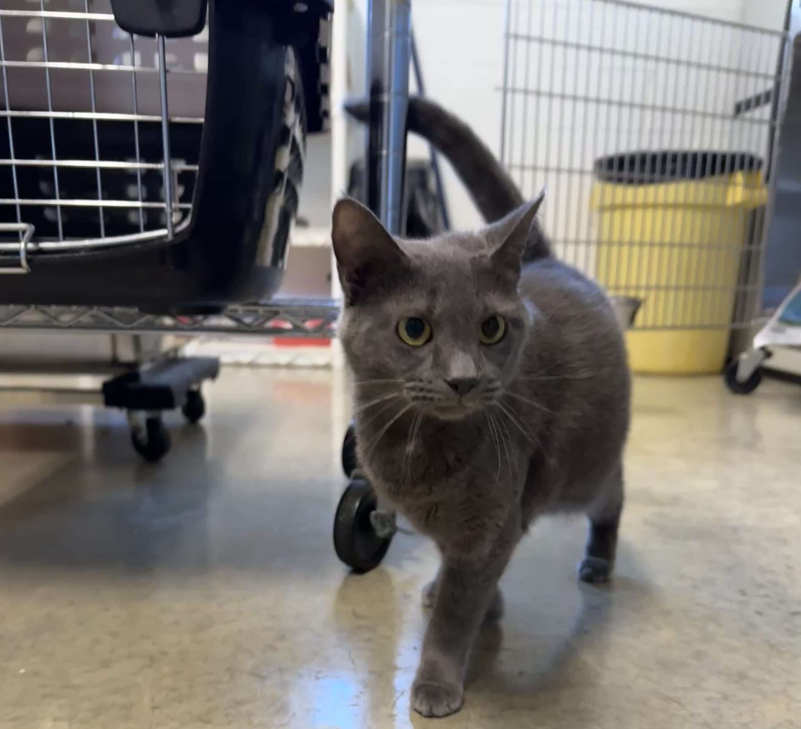 Pet of the Day 12/13/24 – Venango Extra.com