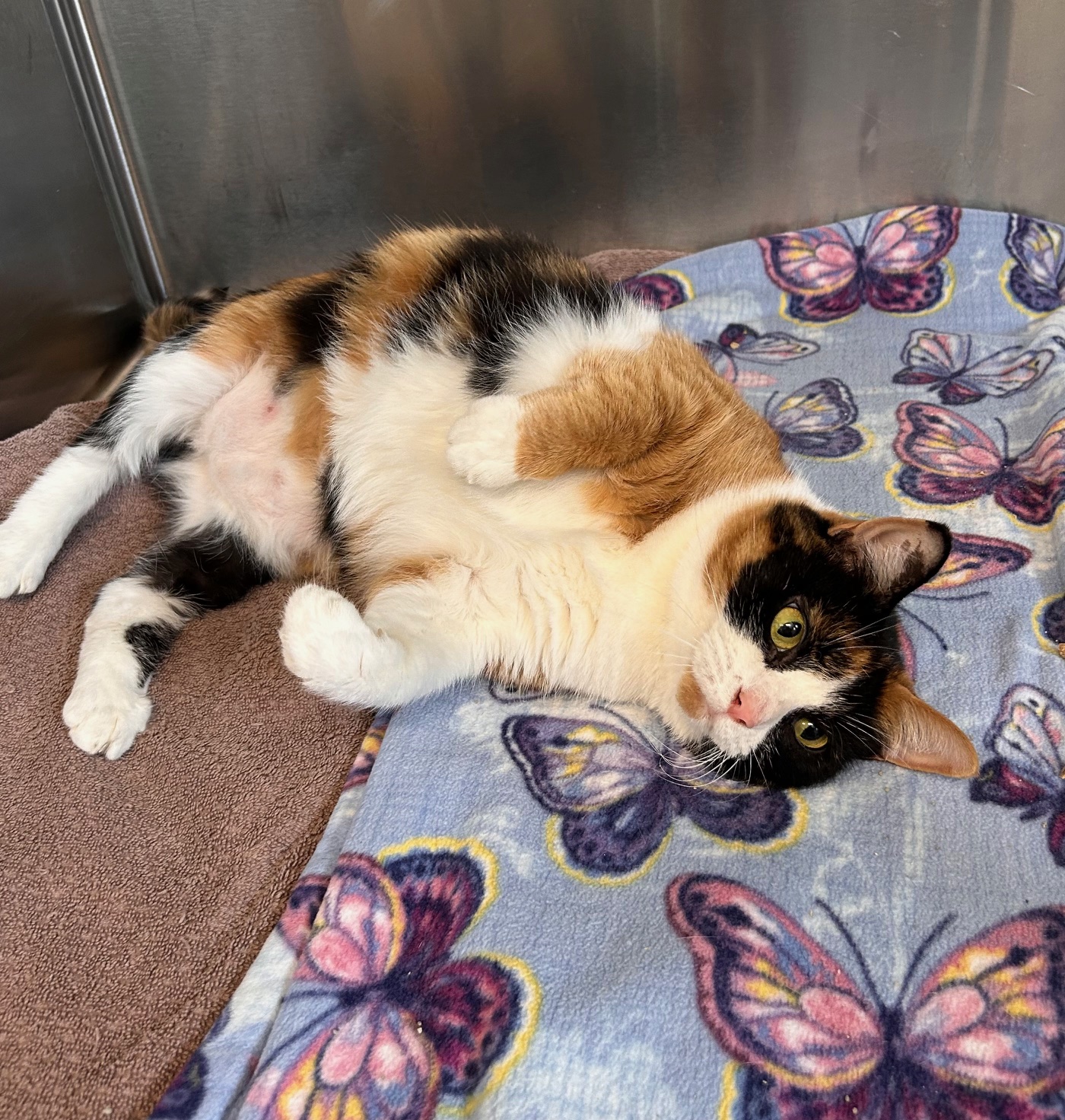 Pet of the Day 02/14/25 – Venango Extra.com